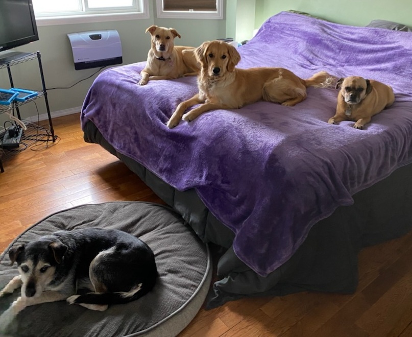 Mr Poochman's Pooch House – PROFESSIONAL PET SITTING SERVICE IN CALGARY