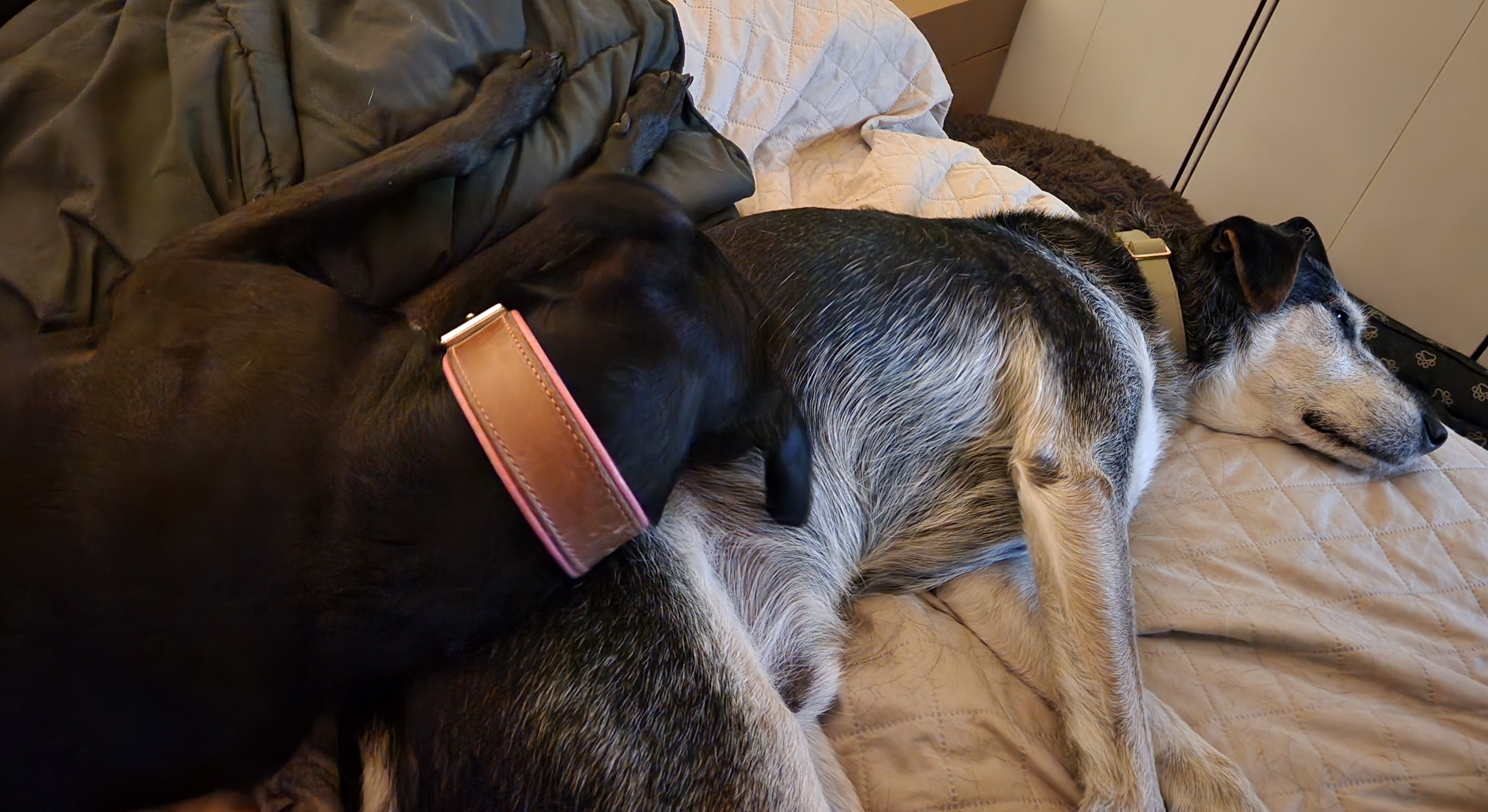 Lucy Schneider – Mr Poochman's Pooch House